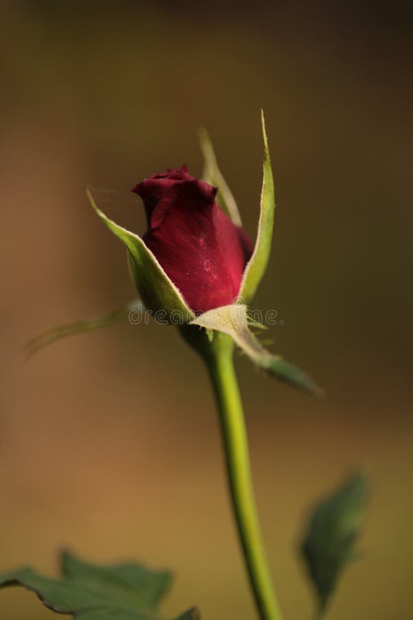 Single Red Rose petals stockfoto. Bild von petals, rose - 106574834
