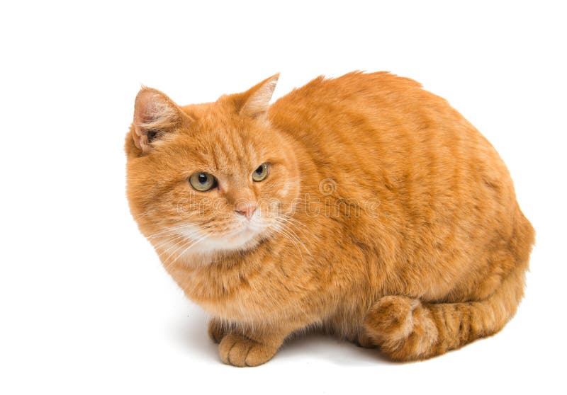 Red cat isolated stock foto. Image of mooi, dier, grappig - 107314432