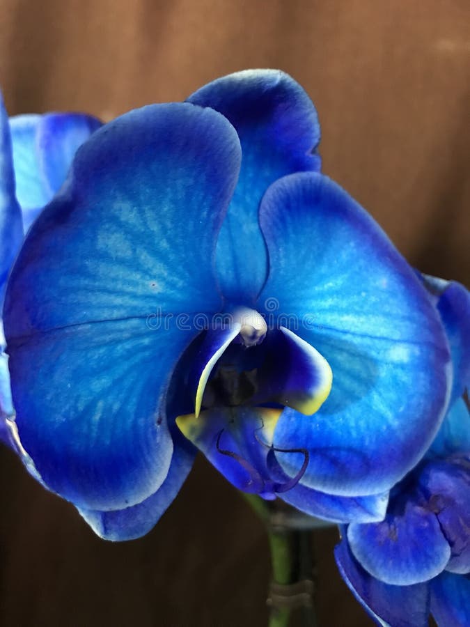 One Beautiful Blue Orchid Flowers Immagine Stock - Immagine di orchidee ...
