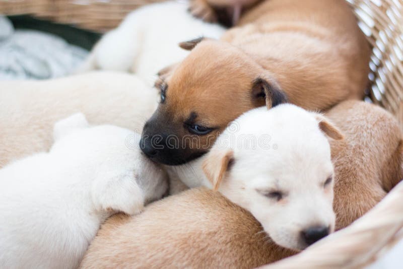 Many Dogs Hug Each Other To Warm Each Other. Stock Foto - Image of ...