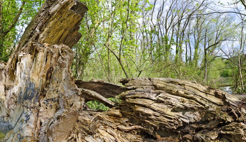 Rotten tree stup imagen de archivo. Imagen de bosque - 114866085