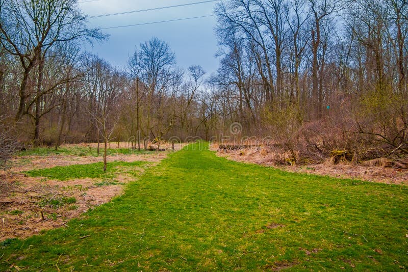 Outdoor View of Path Inside of the Forest Covered with Green Grass and ...