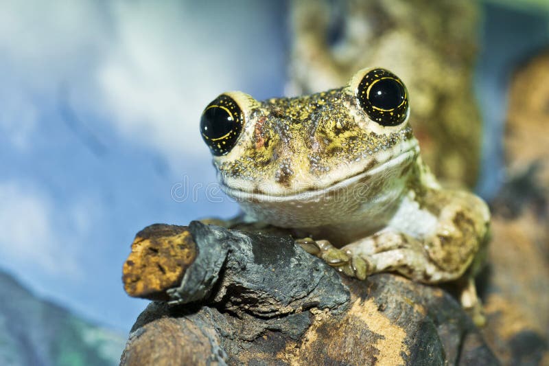 Adorable Cameroon Big Eyed Tree Frog Portrait Foto de Stock - Imagem de ...