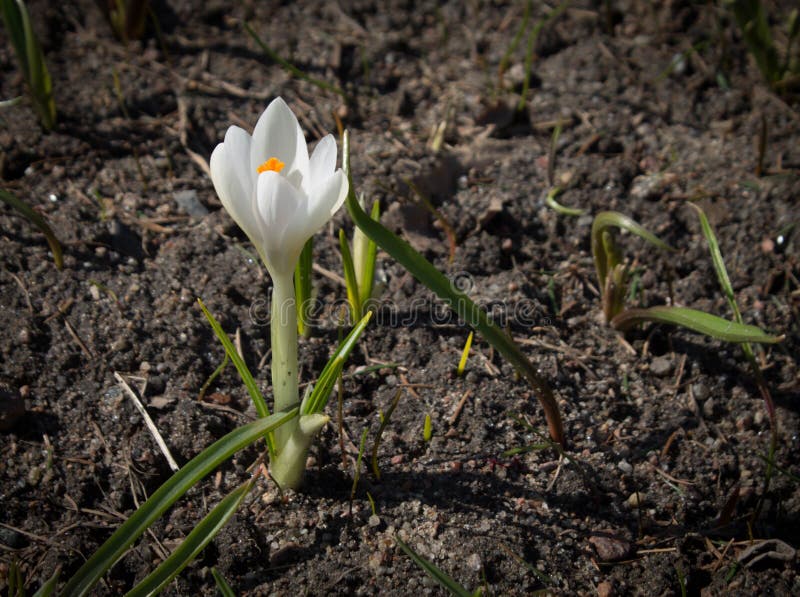 White Spring Flower Grow in the Ground Stock Foto - Image of krokus ...