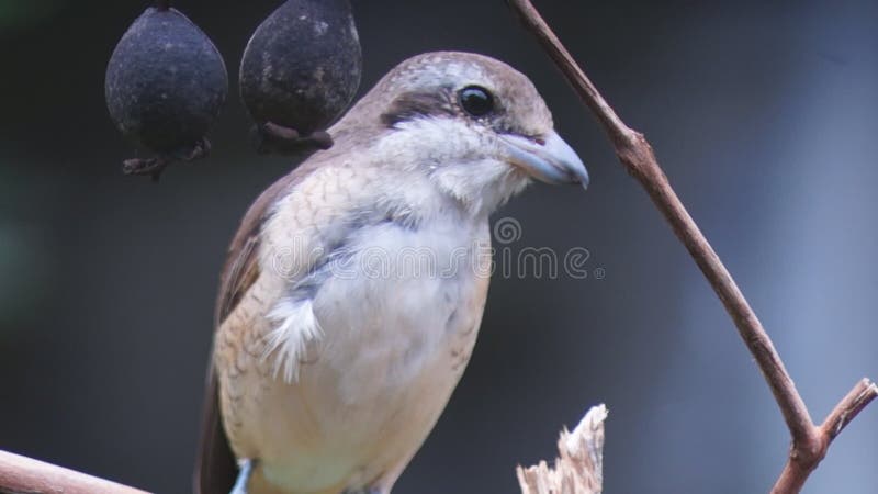 Pirok Pirok Preening Bird Perch on Twig. 影视素材 - 视频 包括有 栖息, 关闭: 114951778