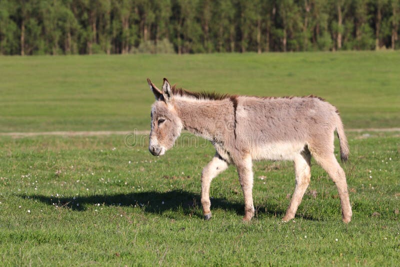 Gray Wild Donkey Walk through the Meadow Στοκ Εικόνες - εικόνα από ...