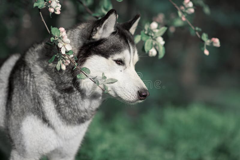 Siberian Husky in the Spring Flowers Immagine Stock - Immagine di ...