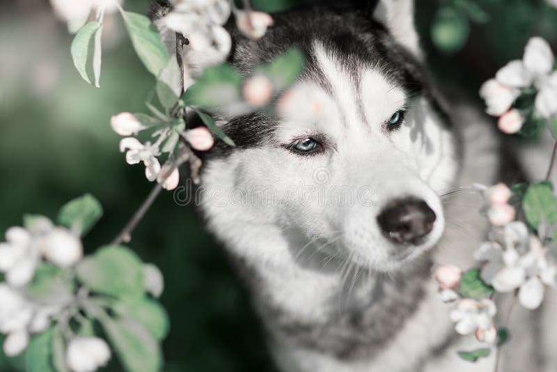 Siberian Husky in the Spring Flowers Stockbild - Bild von ansicht, bild ...