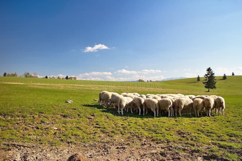 Typical Surroundings of Slovak Sheep Farm with Sheeps, Meadow for ...