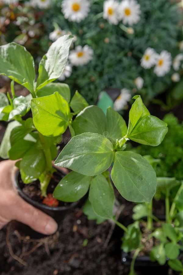 Young Sprouts of Broad Bean, Fava Bean, Faba Bean, Field Bean, B 库存照片 ...