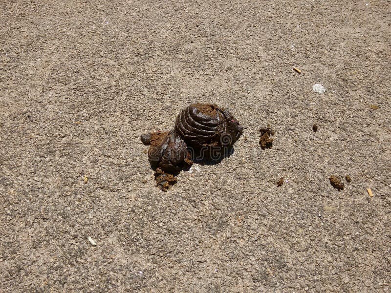 Merda Di Cane Sul Pavimento Di Asfalto In Strada Immagine Stock ...