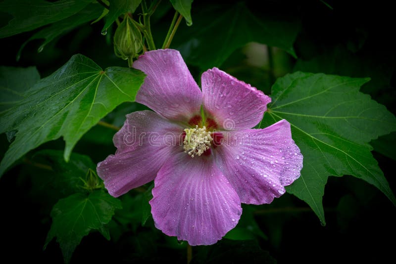 This Beautiful Purple Flower Called As Hibiscus Moscheutos, Rose Mallow ...