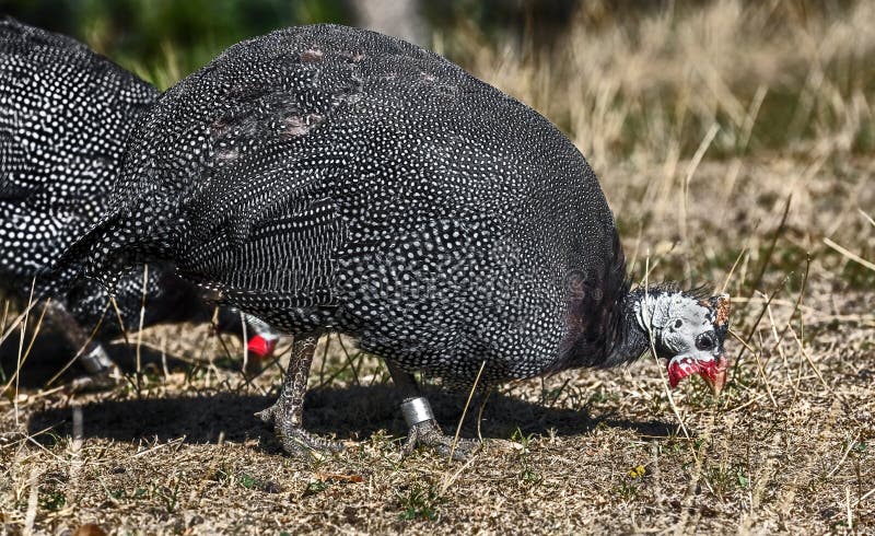 Pollo extraño 1 foto de archivo. Imagen de pollo, blanco - 2285866