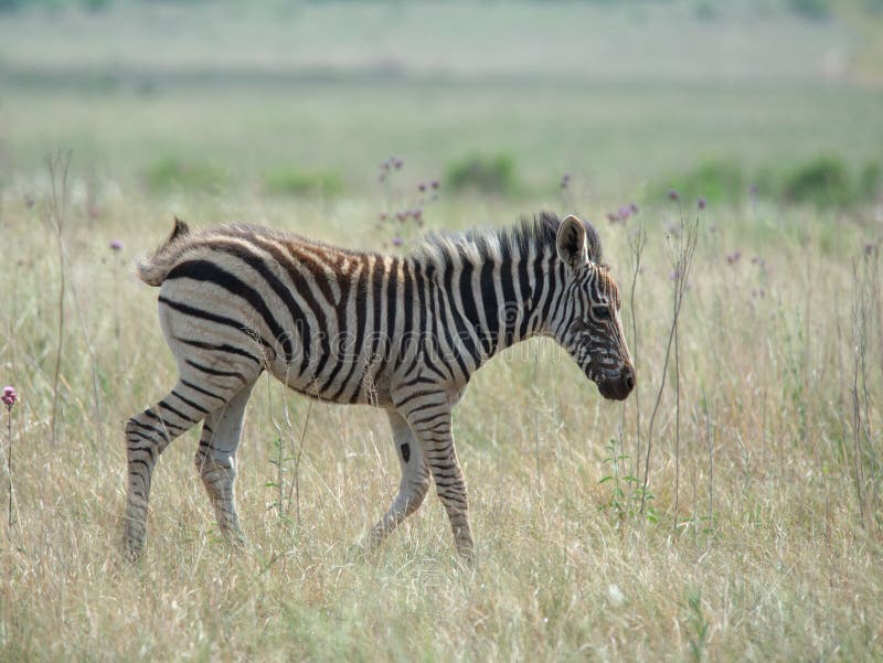 Very Young Zebra Photographed in South Africa. Foto de Stock - Imagem ...