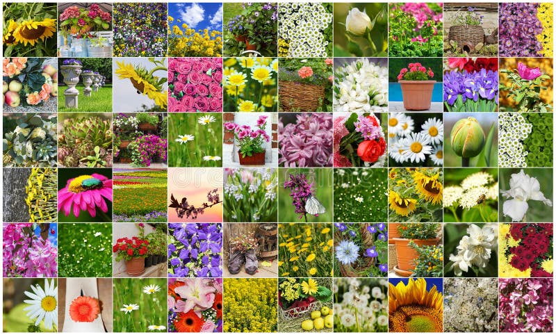 Collage of Field and Garden Blooming Flowers Στοκ Εικόνες - εικόνα από ...