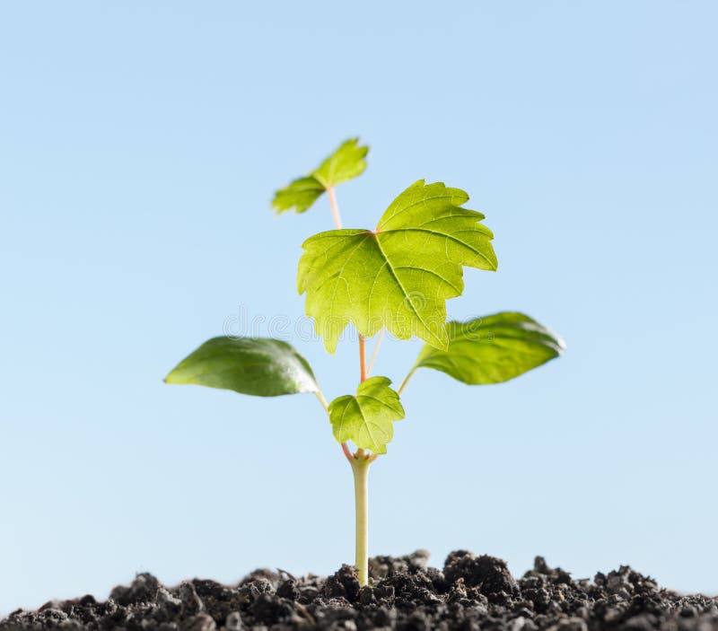 Growing grape sprout stockfoto. Bild von frühling, boden - 135034954