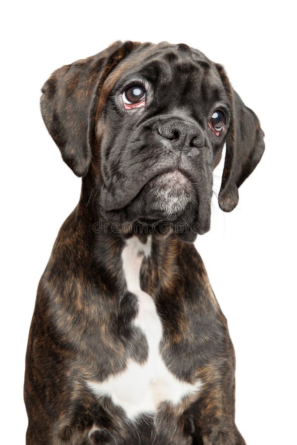 Portrait of Sad Young German Boxer Dog Stockfoto - Bild von freund ...