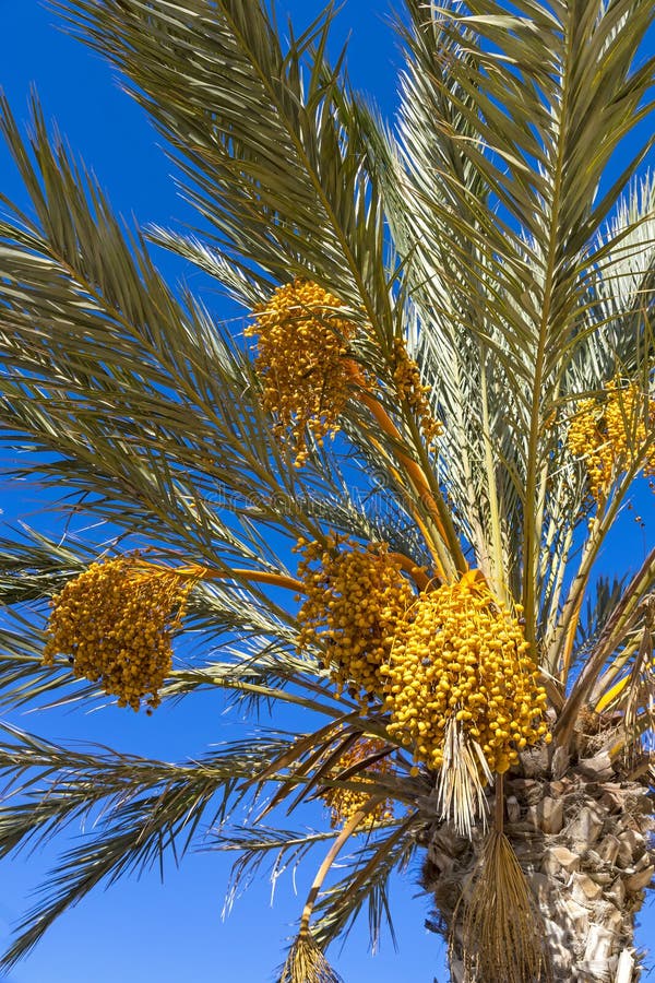 Palmeira Da Tâmara Com Tâmaras Imagem de Stock - Imagem de alimento ...