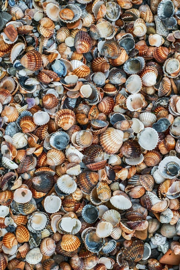 Shells of Many Types and Sizes on the Beach Stock Foto - Image of ...