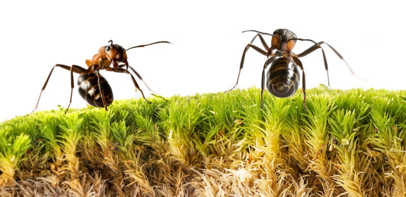 Myrstack arkivfoto. Bild av armé, medf8ort, enhet, bidrag - 14227640