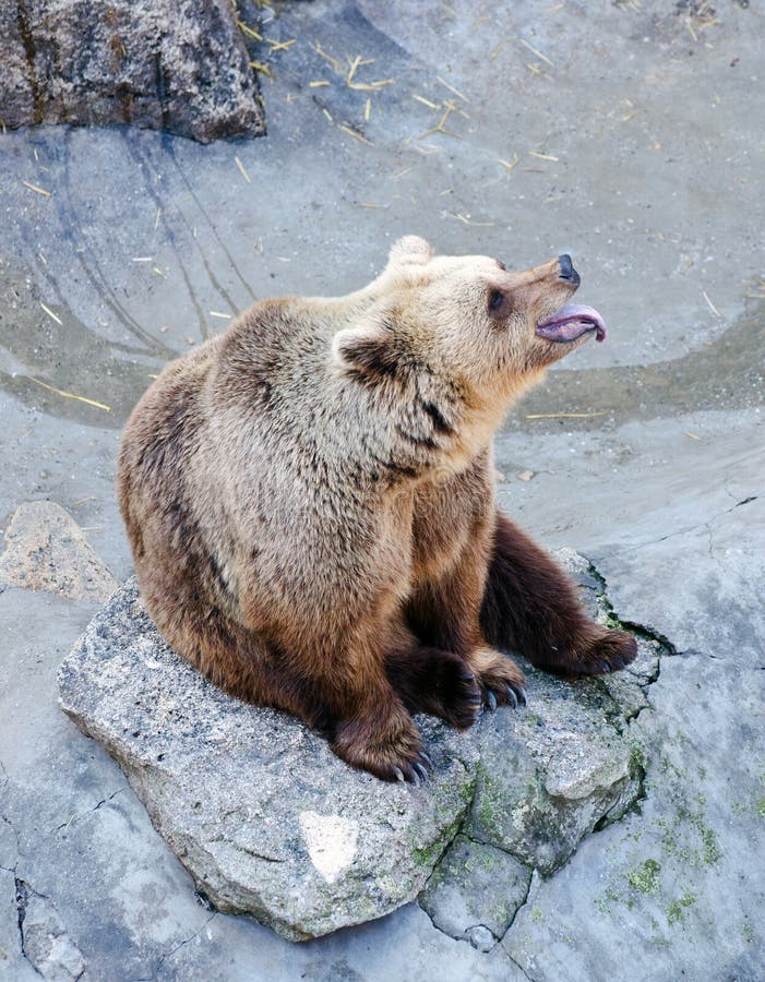 Bear resting arkivfoto. Bild av skog, roligt, medf8ort - 151728638