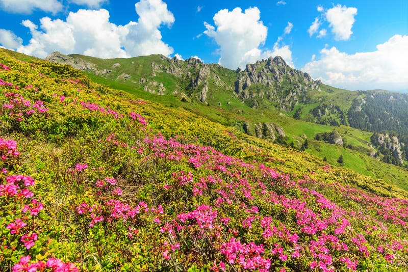 Paesaggi Estivi Di Montagna Con Fiori Rhododendron Fiori Bucegi ...