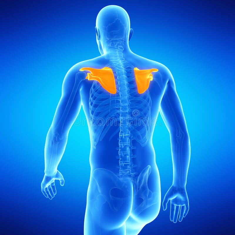 A omoplata ilustração stock. Ilustração de gráfico, osso - 45275454