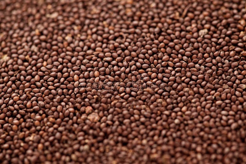 Syzygium Aromaticum Marrone-rosso Del Chiodo Di Garofano Del Seme ...