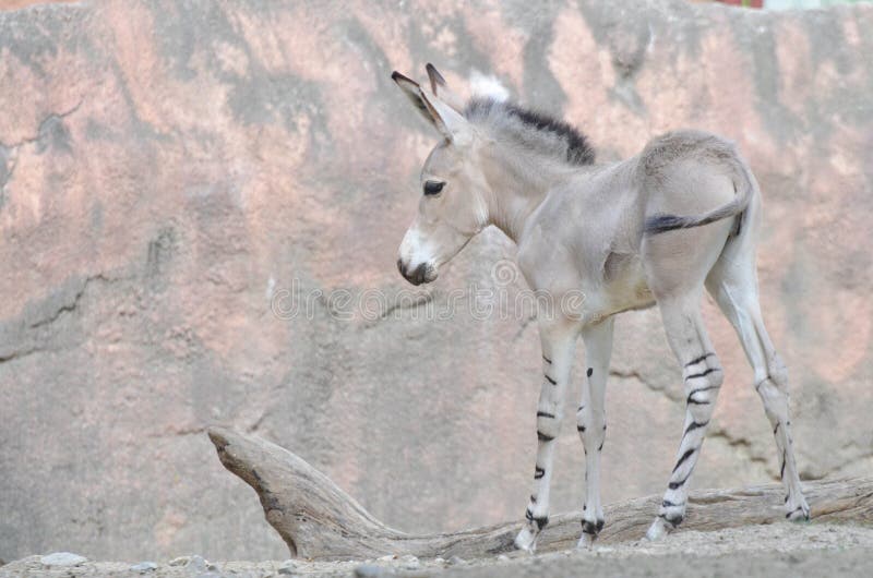 De Somalische Wilde Ezel Van De Baby Stock Foto - Image of paarden ...