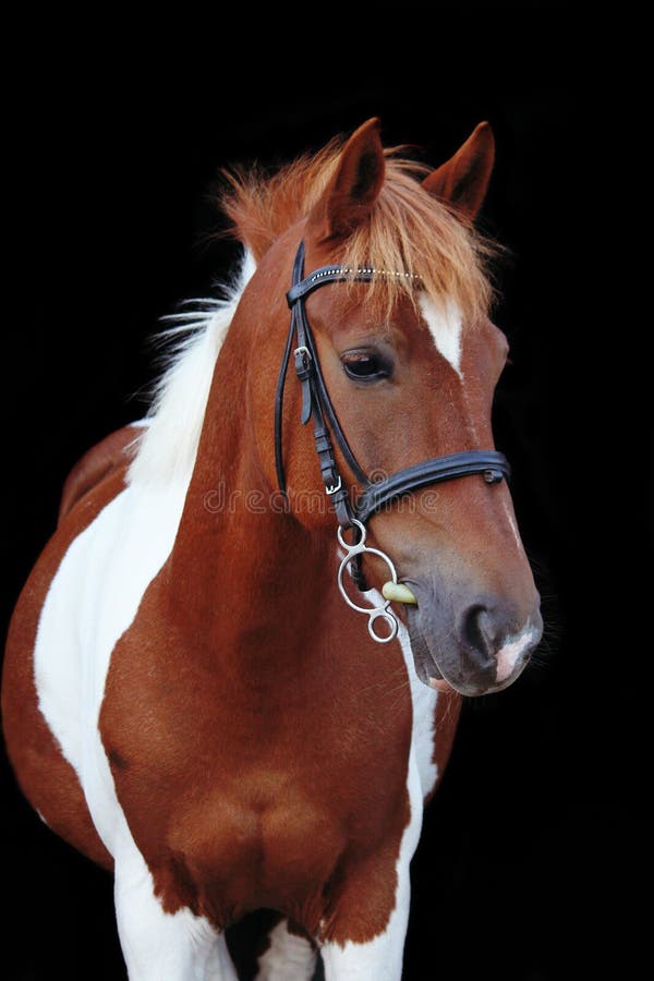 Caballo Pintado Hermoso Con Corte De Pelo Perfecto Foto de archivo ...