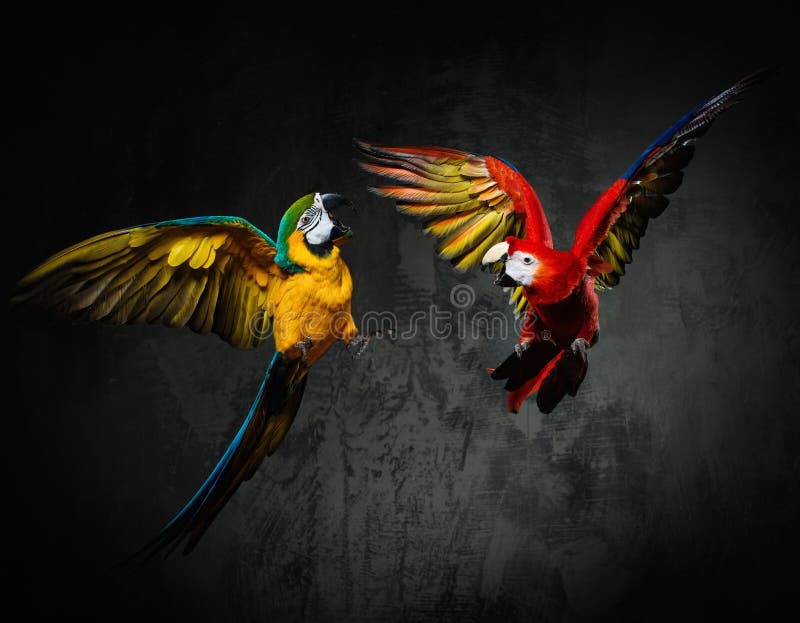 Two parrots fighting 库存照片. 图片 包括有 阿拉伯, 背包, 烧杯, 鹦鹉, 五颜六色 - 46754136