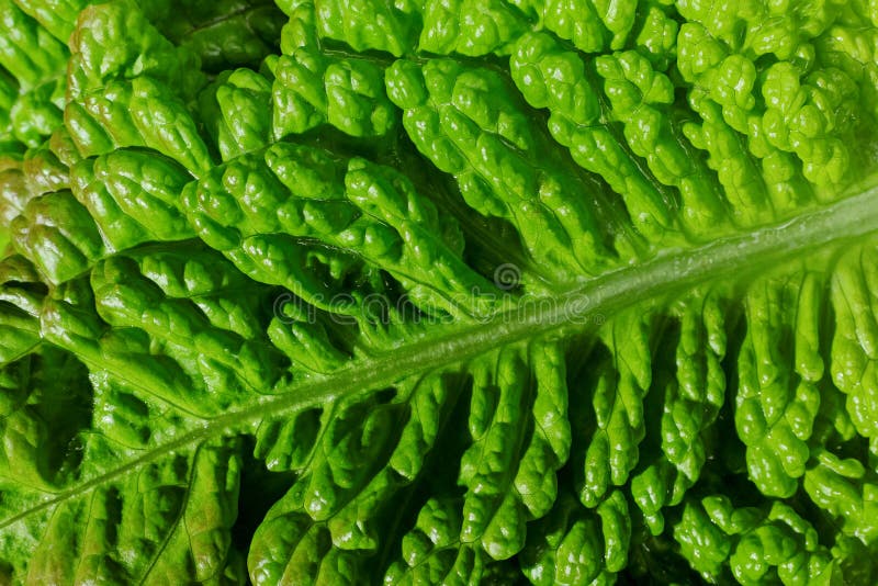Lechuga rizada imagen de archivo. Imagen de campo, almuerzo - 61798577