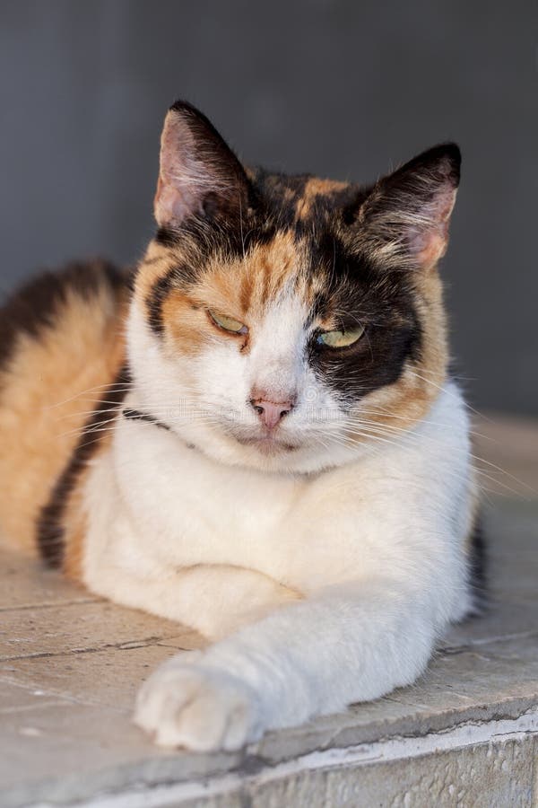 Three colored cat stockfoto. Bild von bezaubern, gras - 59175620