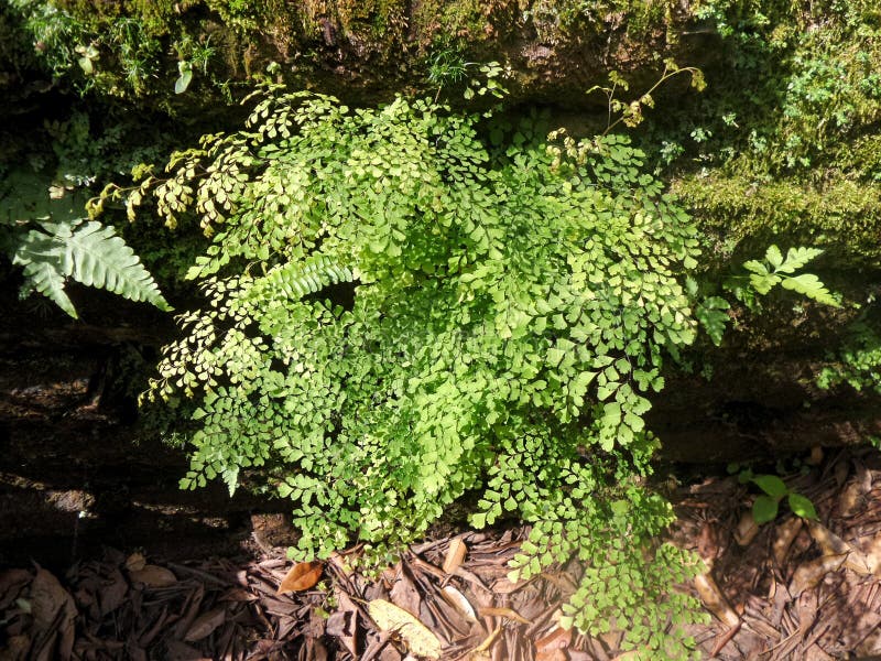 Luce Tramite Le Felci E Le Spore Verdi Immagine Stock - Immagine di ...