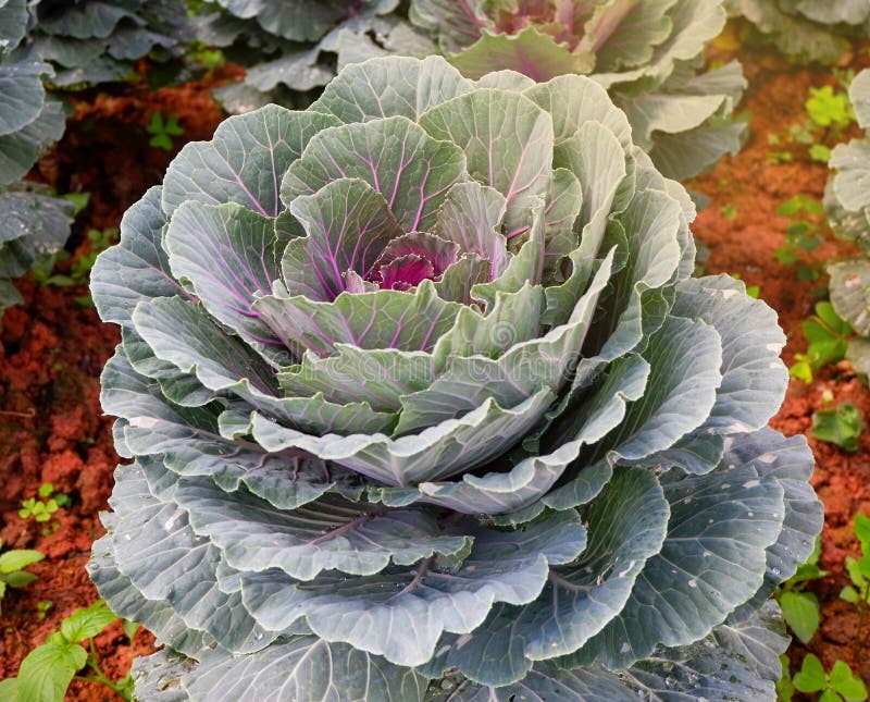 Verdura de la flor foto de archivo. Imagen de verde - 113344144