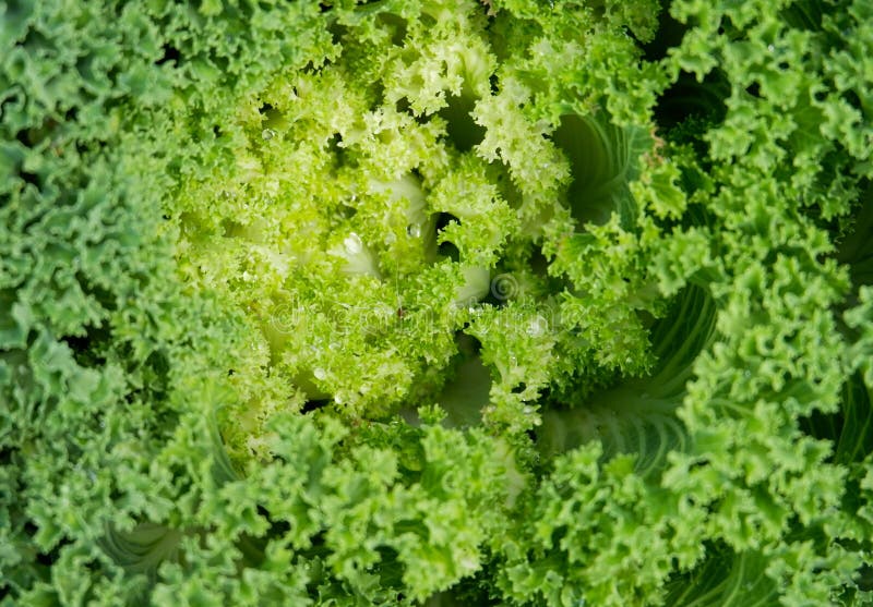 Verdura de la flor foto de archivo. Imagen de verde - 113344144