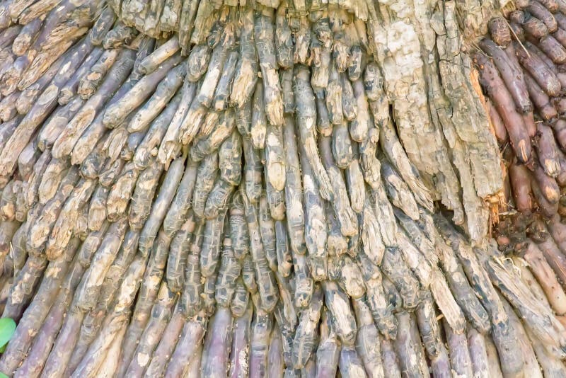 Raíces de la palma imagen de archivo. Imagen de eterno - 47289247