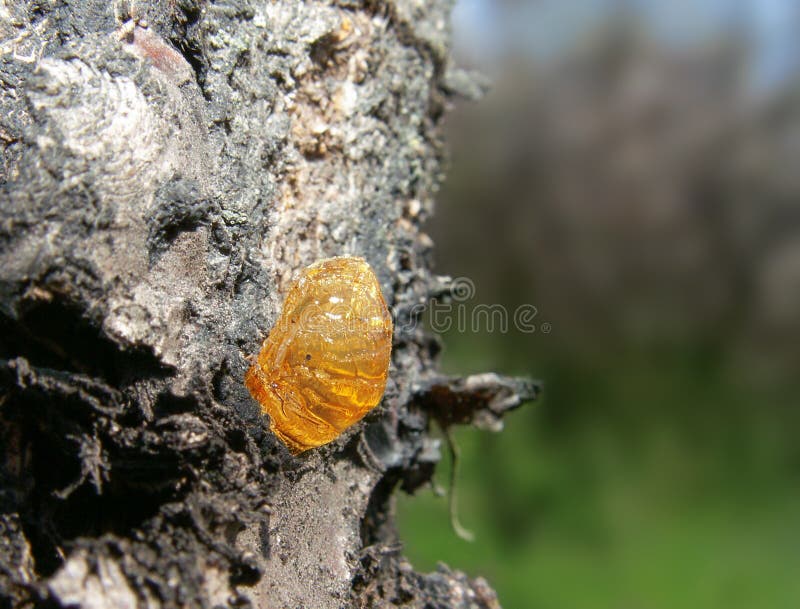 De hars van de boom stock afbeelding. Image of aging - 24591905