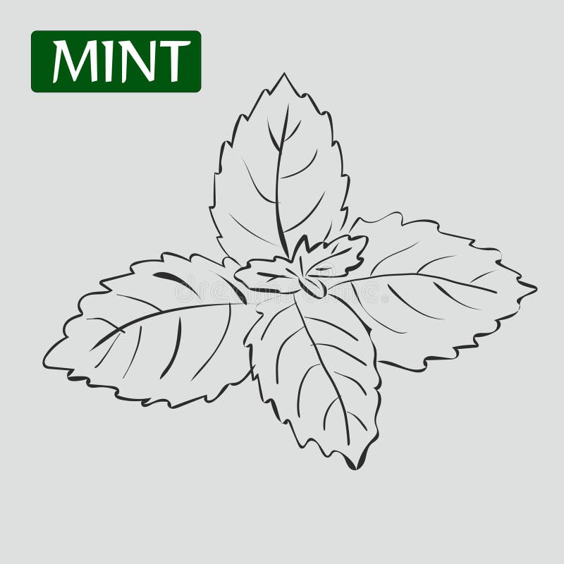 Coloring Leaves Stock Illustrations – 13,429 Coloring Leaves Stock ...