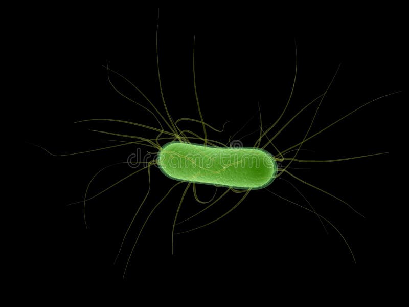 E Coli Bacteria Isolated on White Background Stock Vector ...