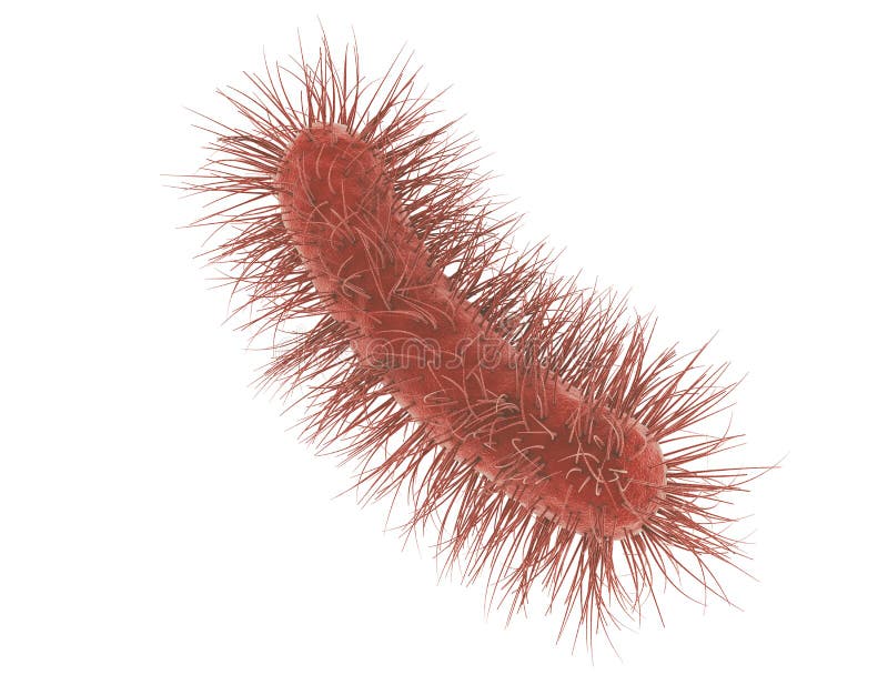 E Coli Bacteria Cell Isolated on White Stock Illustration ...