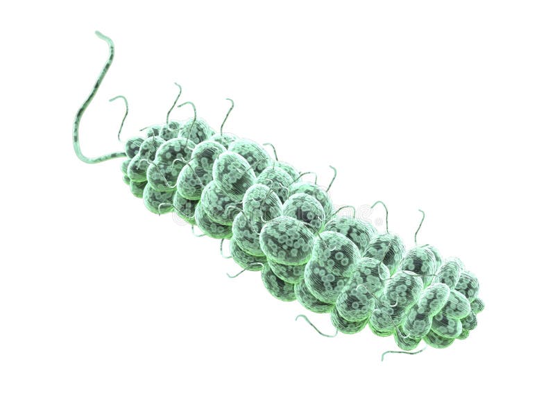 Bacteria Shape. Cell Morphology Stock Vector - Illustration of ...