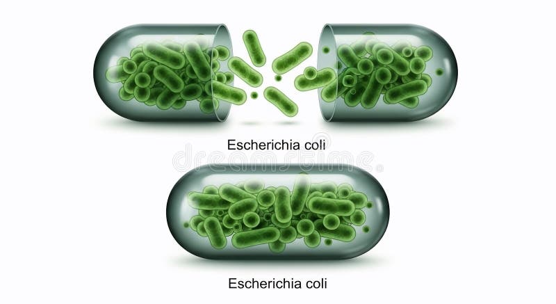 E. Coli Bacteria in a Transparent Capsule: Visualizing Microorganism ...