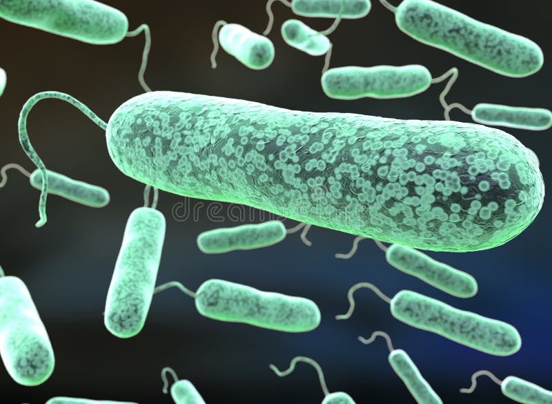 Bacteria Shape. Cell Morphology Stock Vector - Illustration of ...