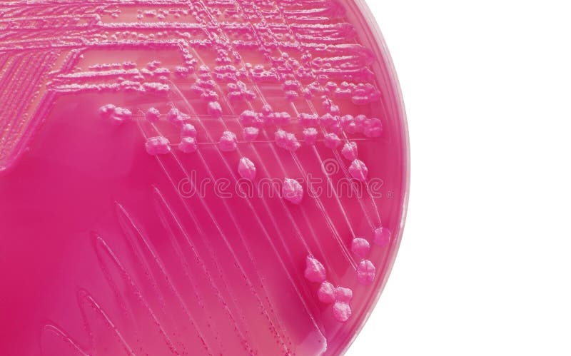 Enterobacter Aerogenes Macconkey Agar