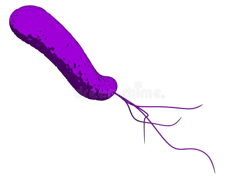 E-coli bacterium stock vector. Illustration of electron - 9580396