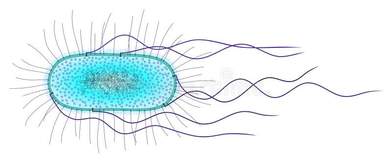 Gramnegatieve Bacteriële Celwand Vector Illustratie - Illustration of ...