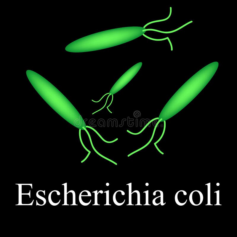 E. Coli. Diseases Causing E. Coli. Infographics. Vector Illustration ...