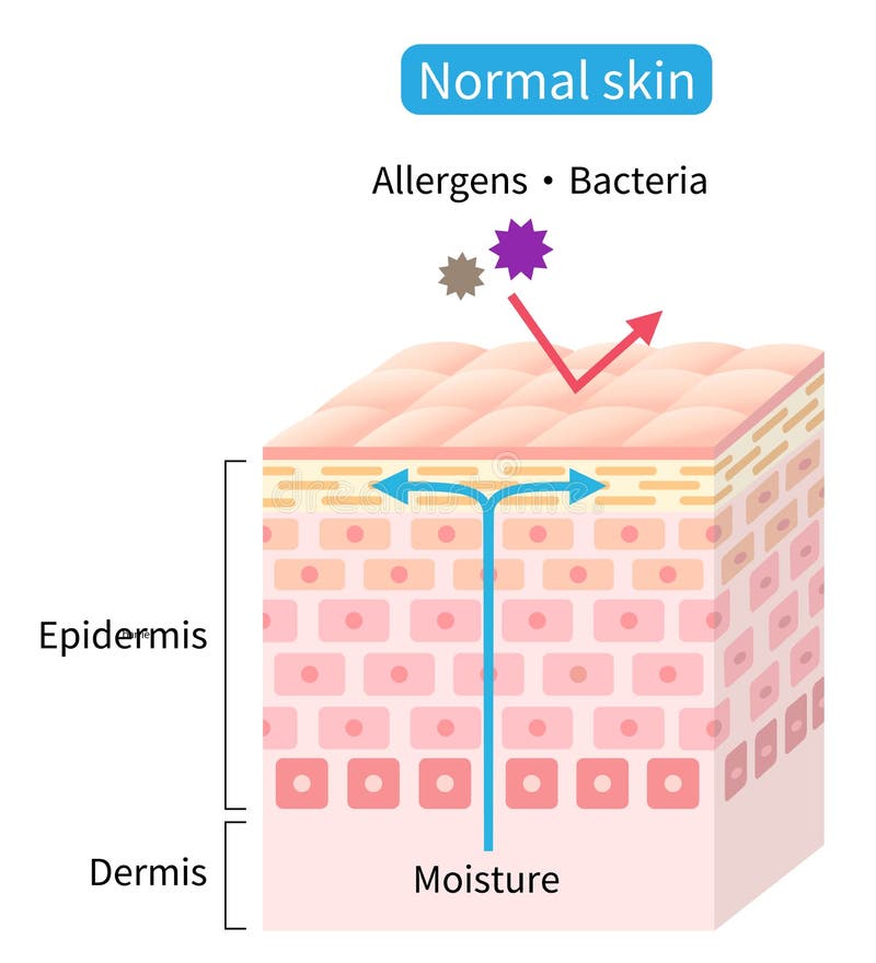 Normal Skin Cell Layer. Skin Barrier Helps Retain Moisture and Protect ...