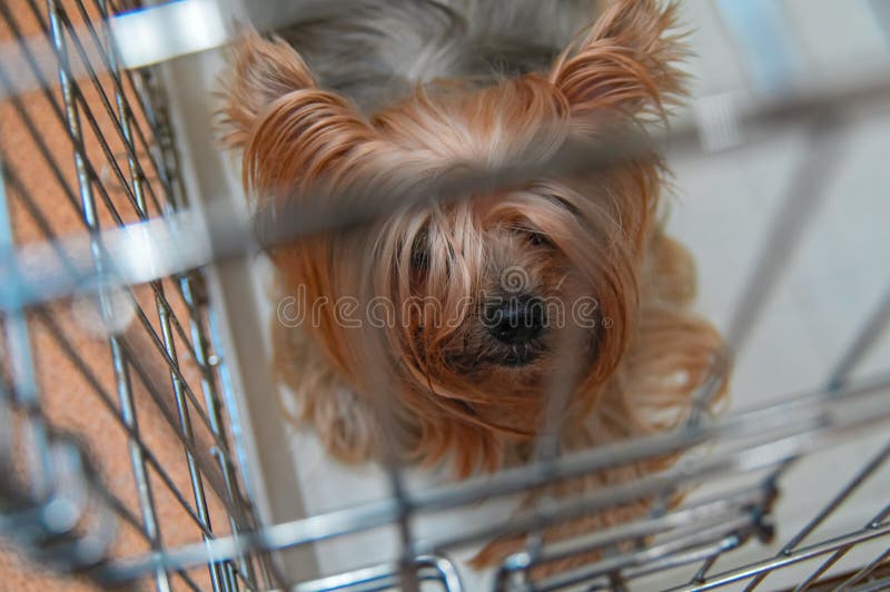 Yorkshire Terrier Triste Che Si Siede in Una Gabbia Con La Testa ...